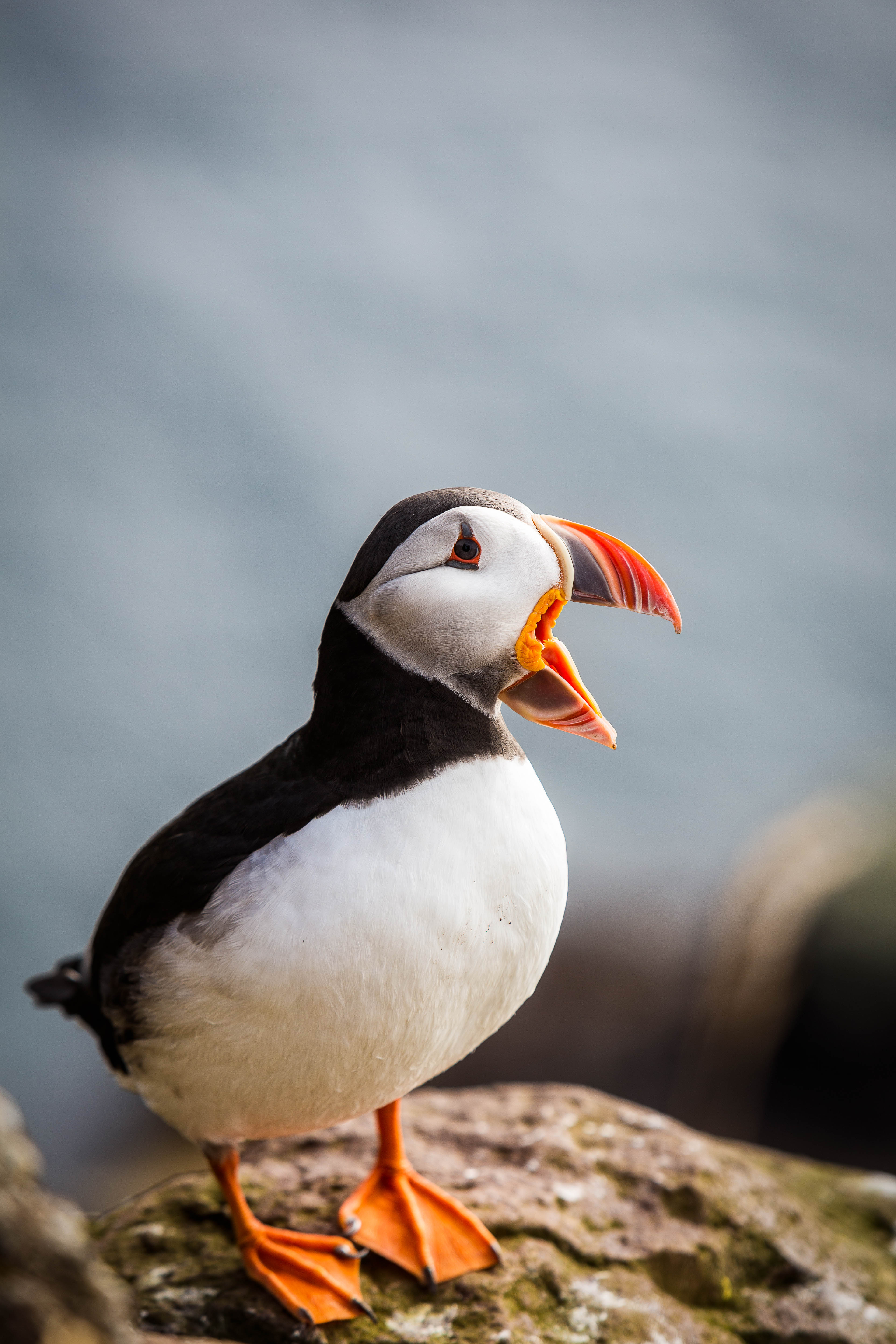 Puffins 